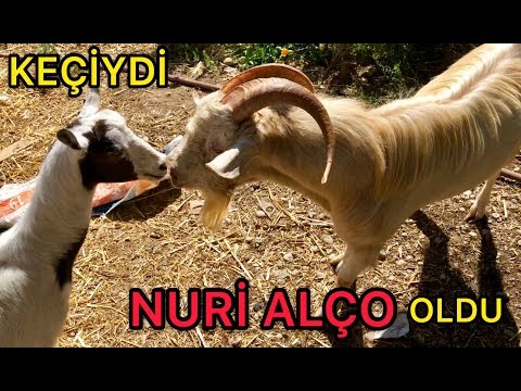 Kızları Gören Sütlaç Sapıtıp Nuri Alço’ dan Beter Oldu