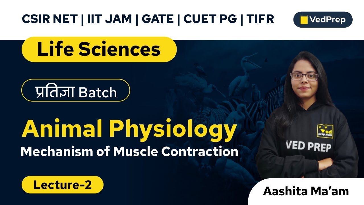 Mechanism of Muscle Contraction | Animal Physiology | CSIR NET | CUET ...