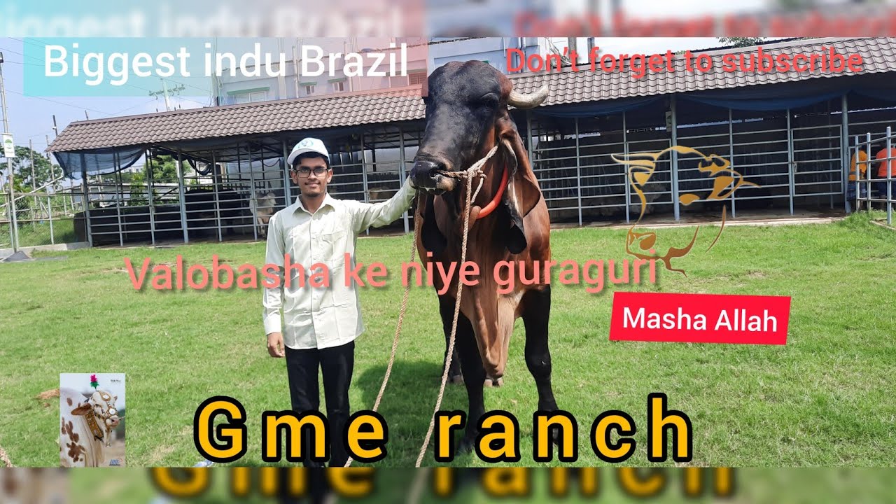Gme ranch / 2021 / biggest indu Brazil / We are cow lover BD - YouTube