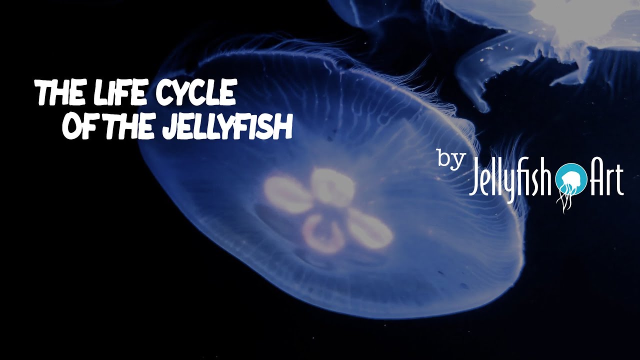 LIFE CYCLE OF THE JELLYFISH - JELLYFISH ART - MOON JELLYFISH - YouTube