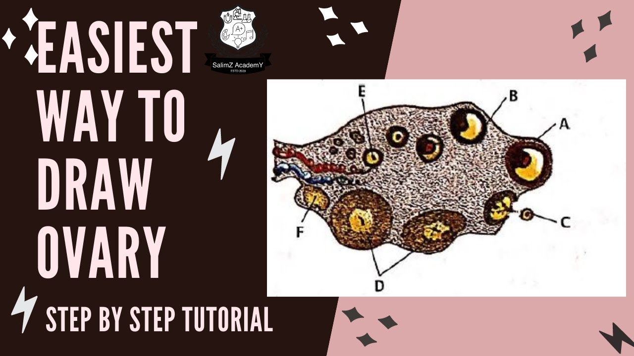Easiest way to draw human ovary || step by step tutorial || SalimZ ...