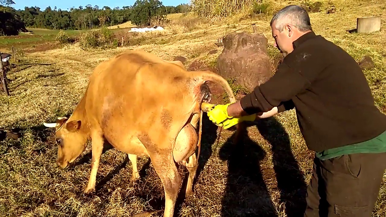 o parto da vaca Bonita - YouTube