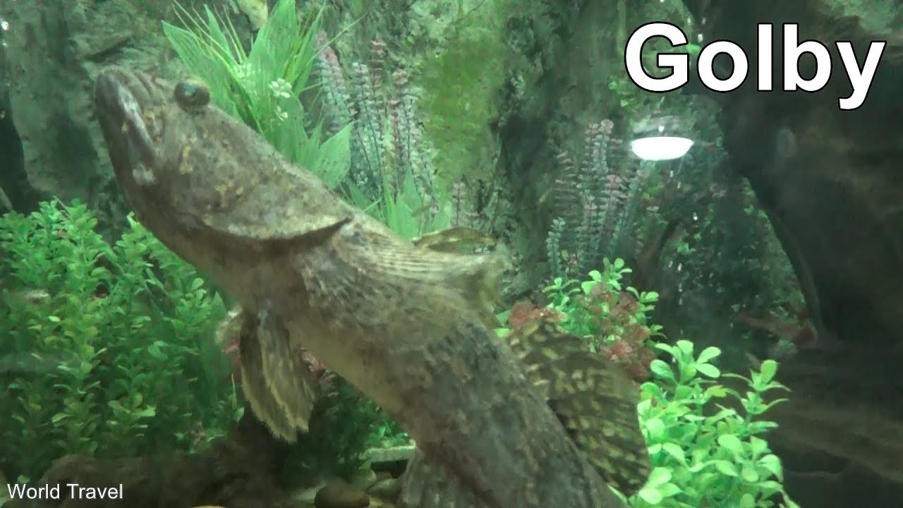 Sand or Marbled Golby, the most boring aquarium fish ever, looks cool ...