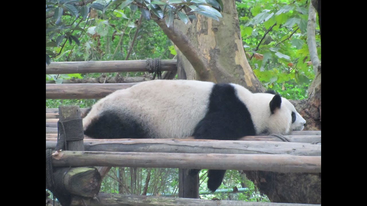 Oh, Pandas! Cute Clumsy Pandas (original music) - YouTube