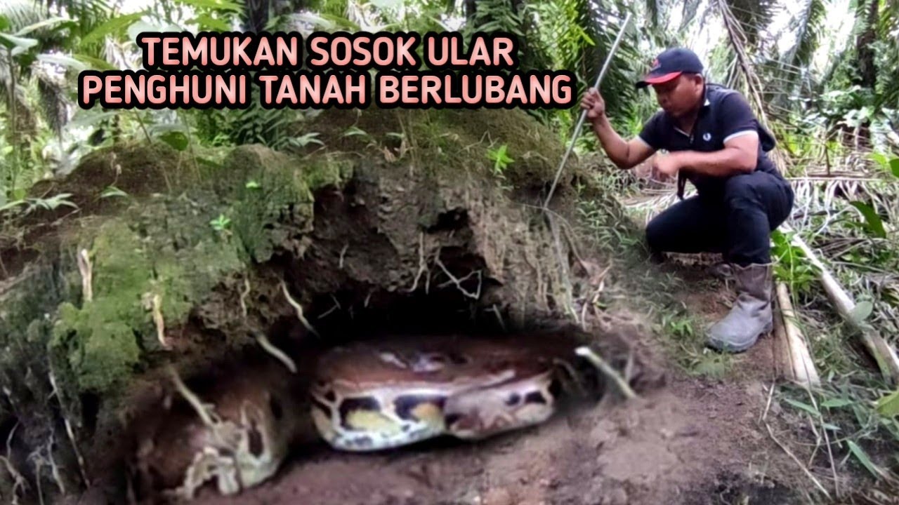 SERANGAN SOSOK ULAR PYTHON BUNTET MENYERAMKAN SAAT EVAKUASI | ULAR | RESCUE - YouTube