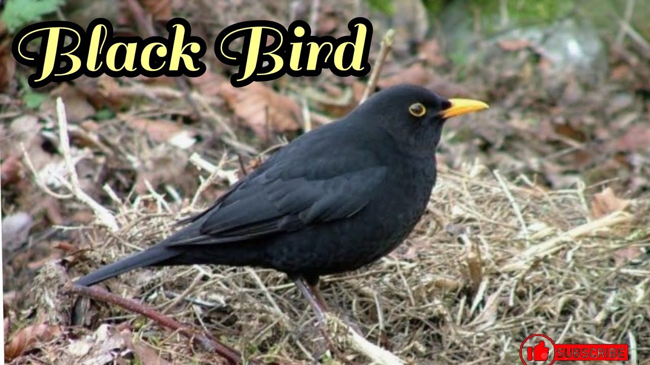 What Do Black Birds Eat YouTube what-do-black-birds-eat-youtube