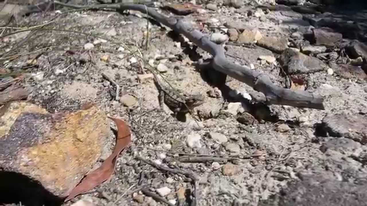 Lizard digging - Blackheath Bushwalk - YouTube