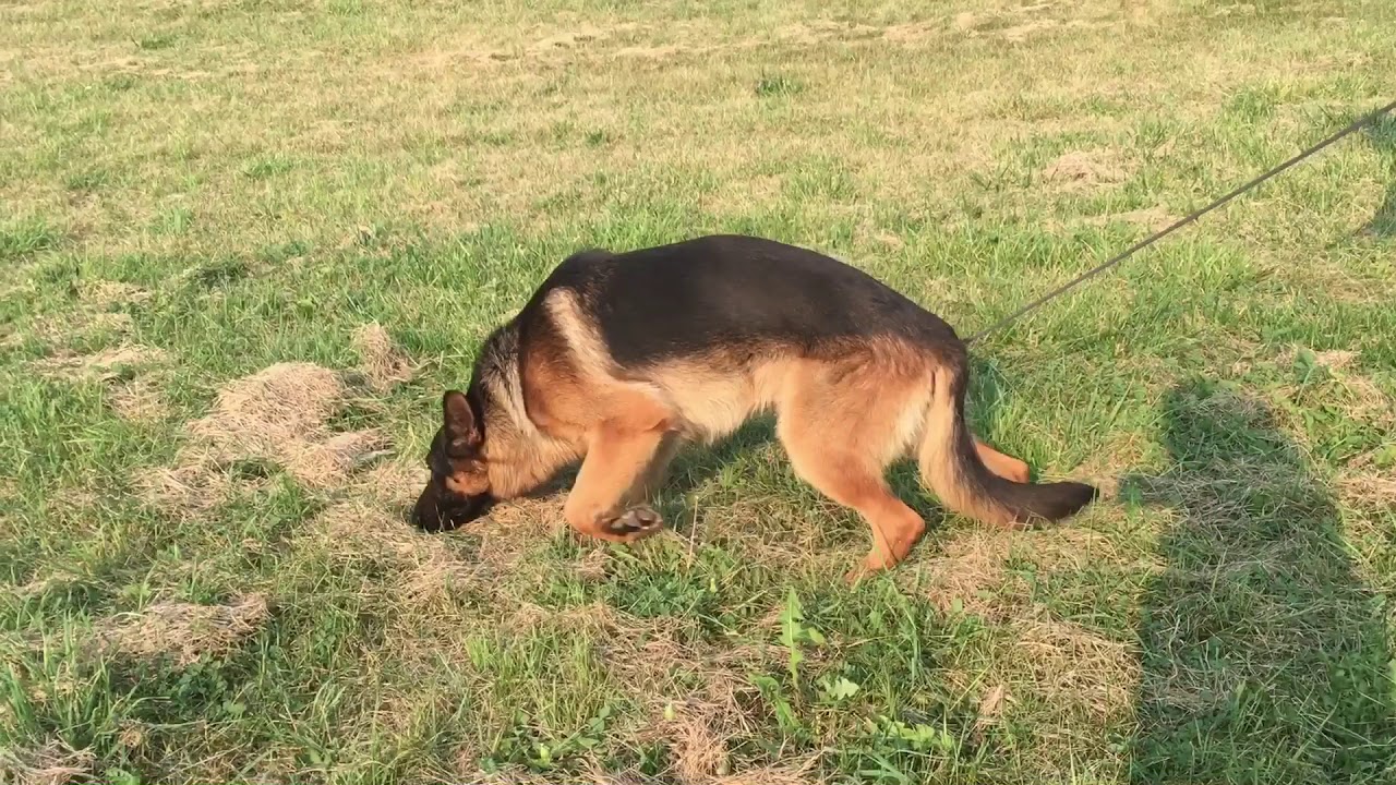 German shepherd tracking - YouTube