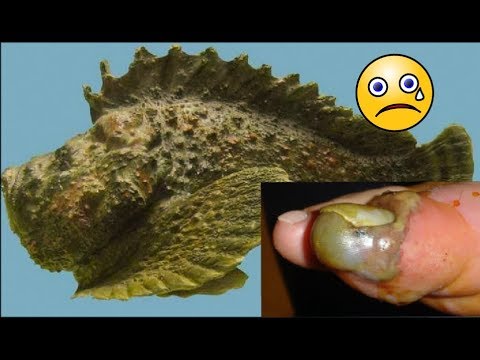 Pez piedra (SYNANCEIA HORRIDA) - YouTube