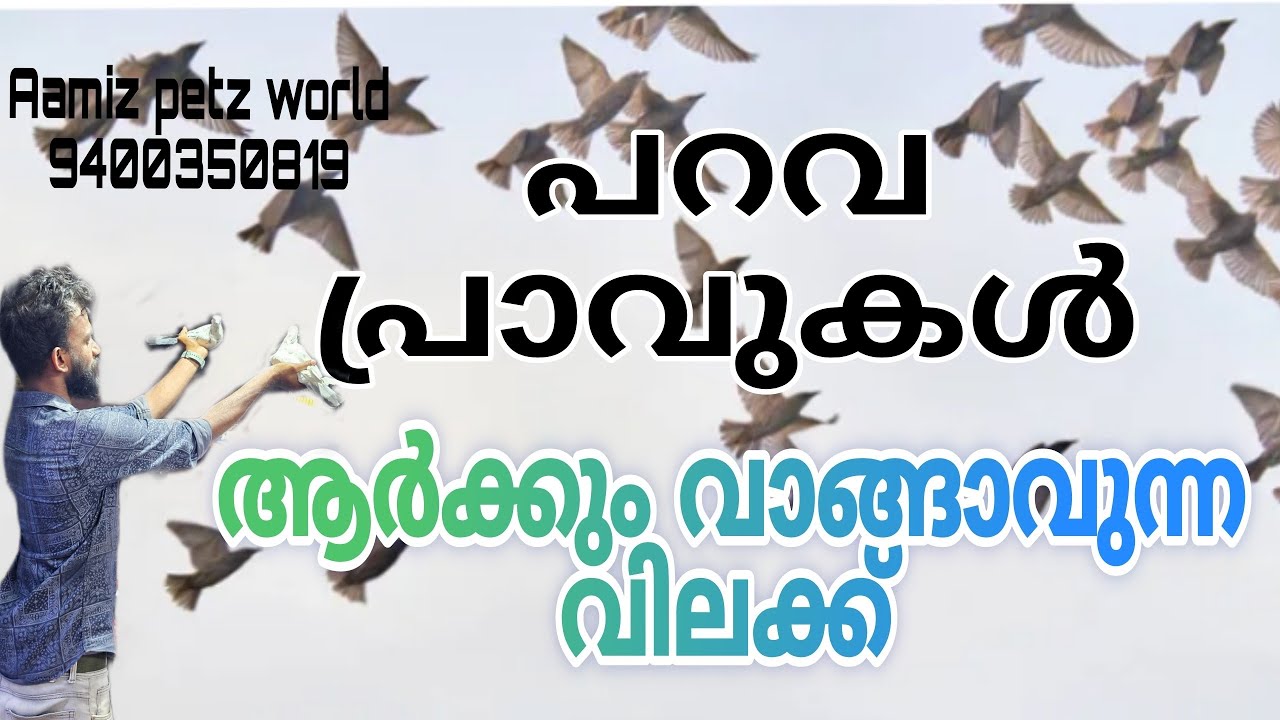 parava # pigeon #high flying pigeon #കുറഞ്ഞ വിലക്ക് #pigeon # Aamiz ...