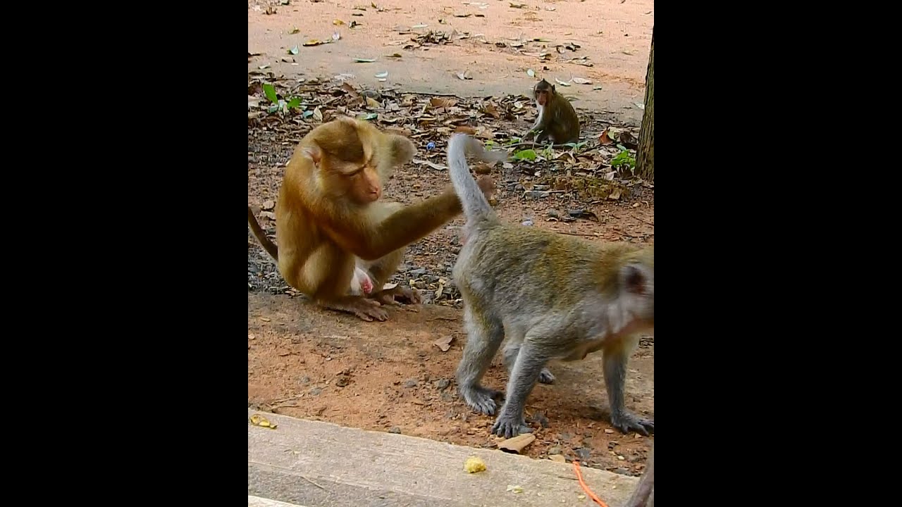 So so strong man Pongo!! Working so hard for his next generation ...