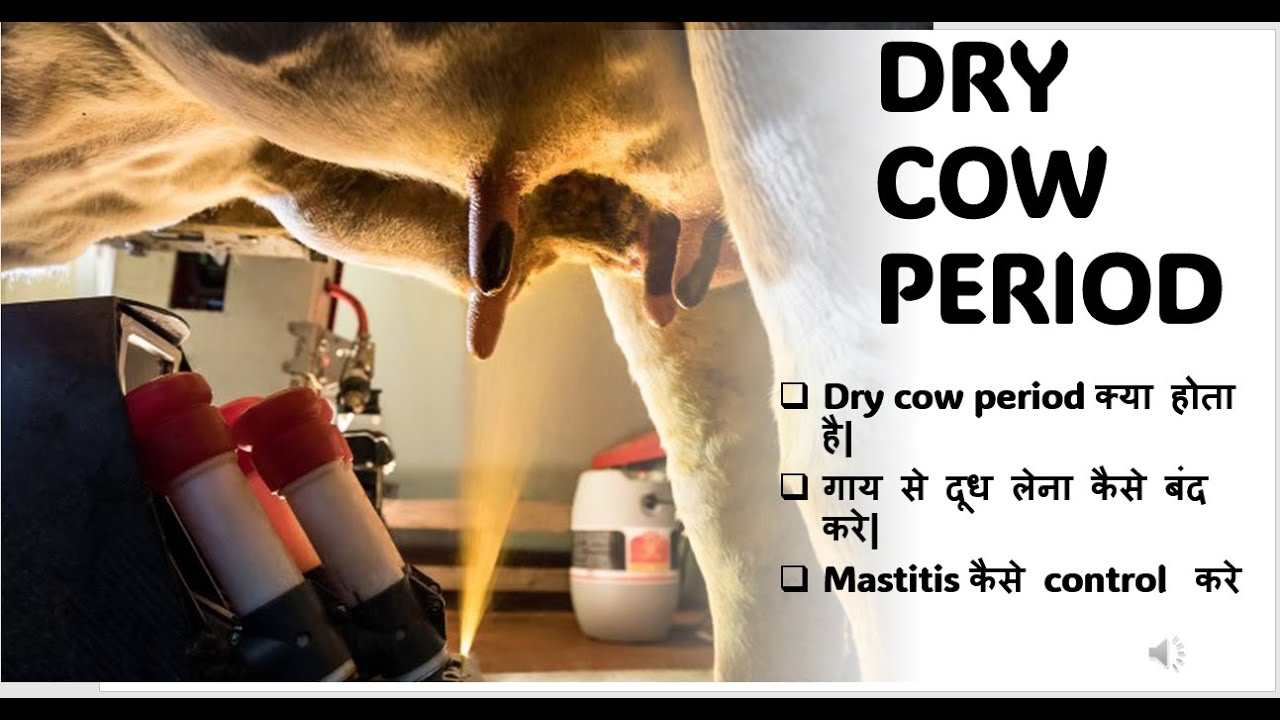 DRY COW PERIOD IN CATTLE :Maximizing Dairy Farm Efficiency Through ...
