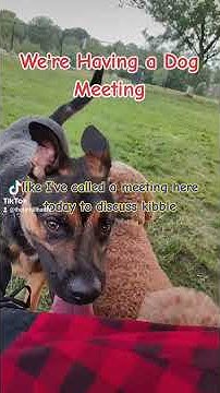 #fyp #fypage #fypシ゚viral #doopy #dogs #dogmeeting #meeting #genx #kibbles #dogsofyoutube - YouTube