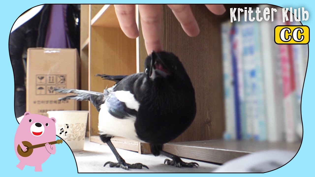 Smart And Friendly Magpie Lives In A Hair Salon (Part 1) l Kritter Klub ...