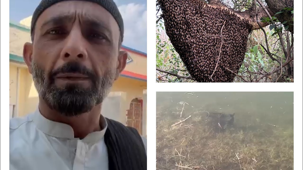 First Day Went to Potha Sher Dam fishing- found honeycomb #villagelife ...