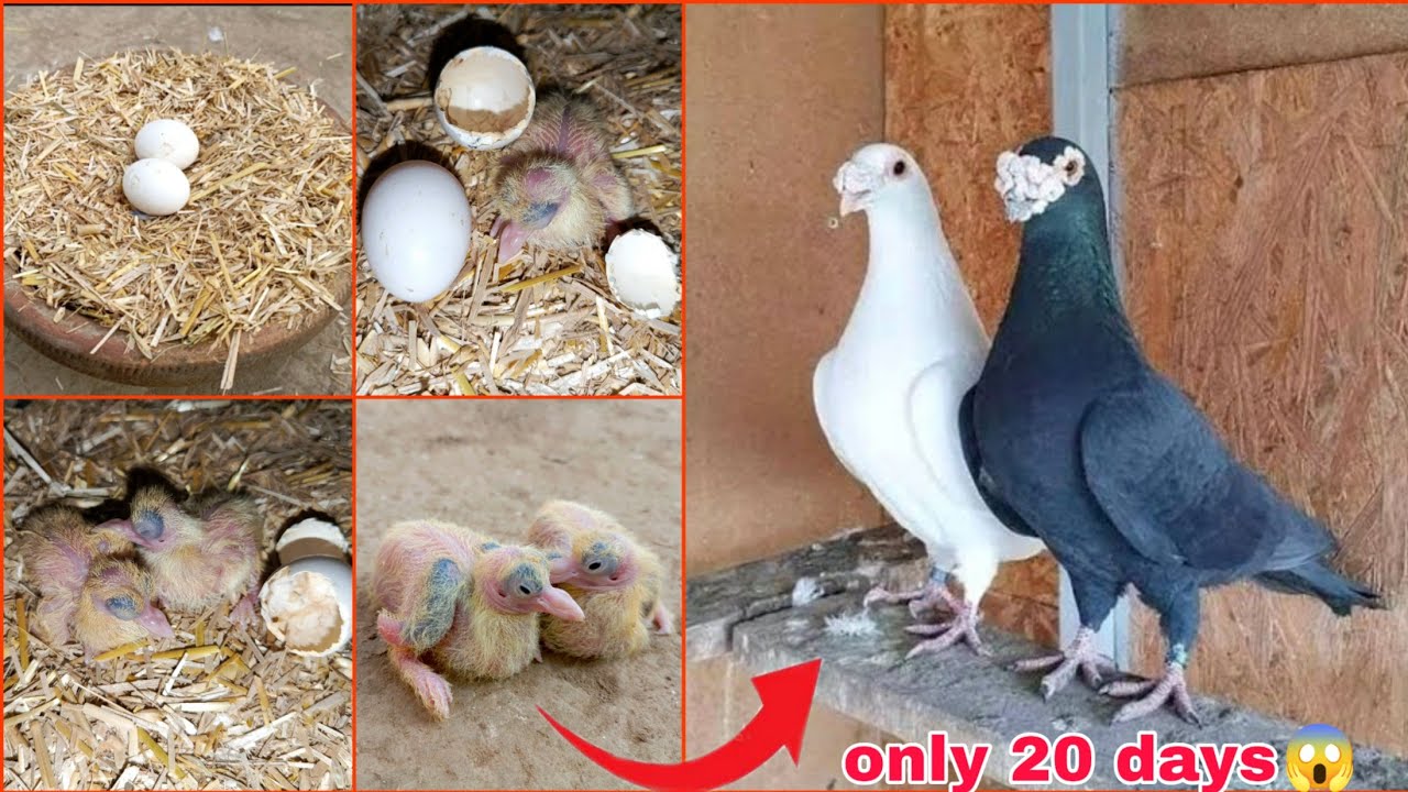 How did the baby pigeons grow into adults in 20 days? See more - YouTube