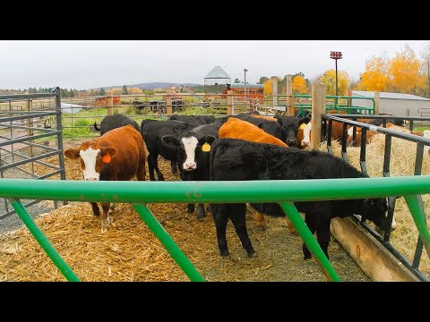 How's calf weaning going? #beef #simmental