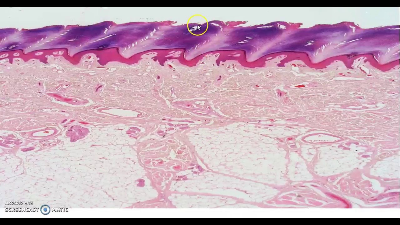 Histología de la piel parte I - YouTube