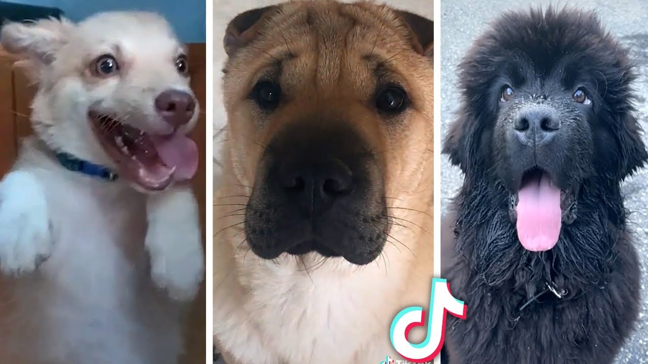 Most Viral DOGS on the Internet! 🐶 (Funny Dogs Compilation) 🐶 - YouTube