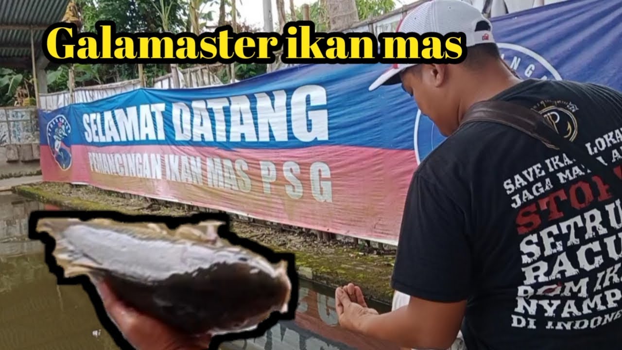 PEMANCINGAN IKAN MAS PAK SUGENG || SIMPING BLABAK KAB.MAGELANG - YouTube