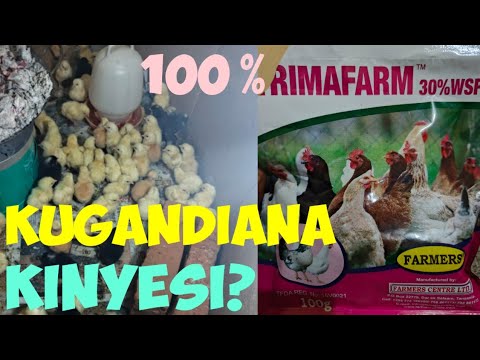 KINYESI KUGANDIANA KWA VIFARANGA EBU WACHUNGUZE HAWA WANGU NA UJUE KWA ...