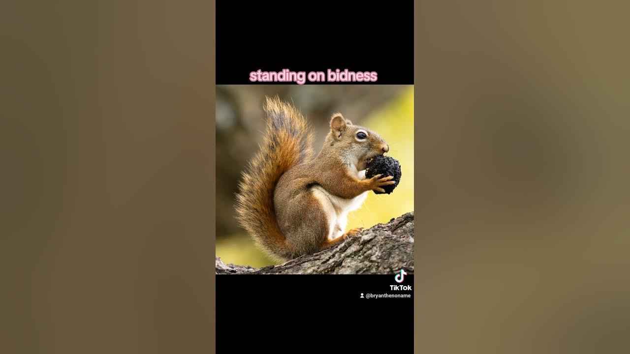 Standing On Bidness YouTube standing-on-bidness-youtube