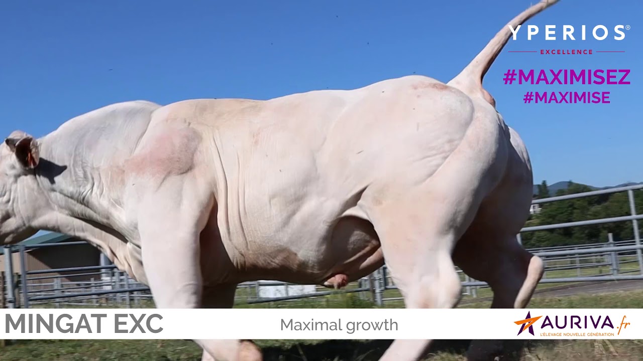 MINGAT EXC [EXCELLENCE CHAROLAIS] - YouTube