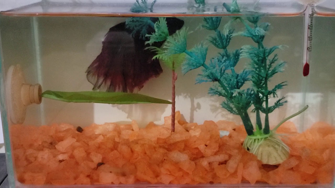 Peixe beta macho - YouTube