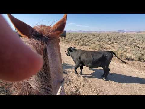 Loading a bull - YouTube