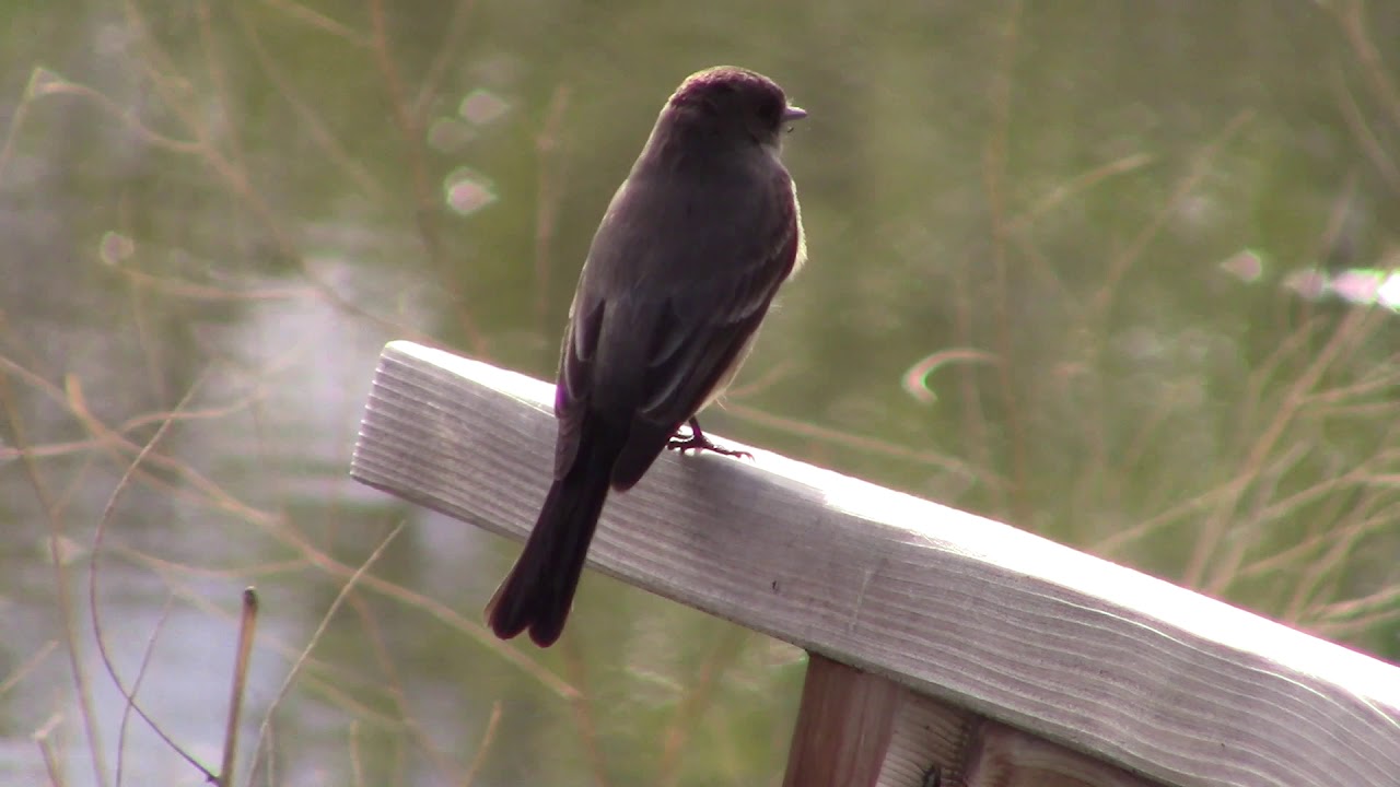 Eastern Kingbird Flycatcher bird - YouTube