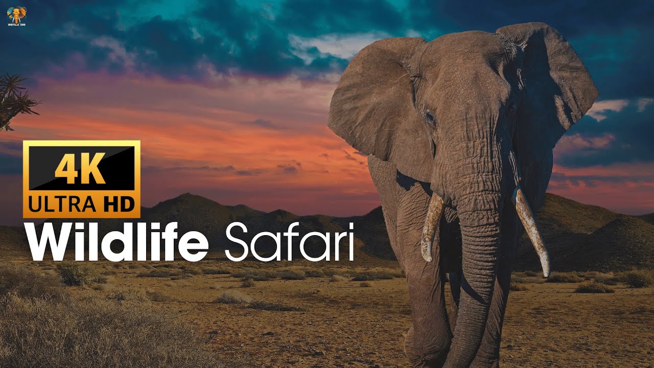 Amazing Wildlife Safari Film 4K With Tropical Music - YouTube