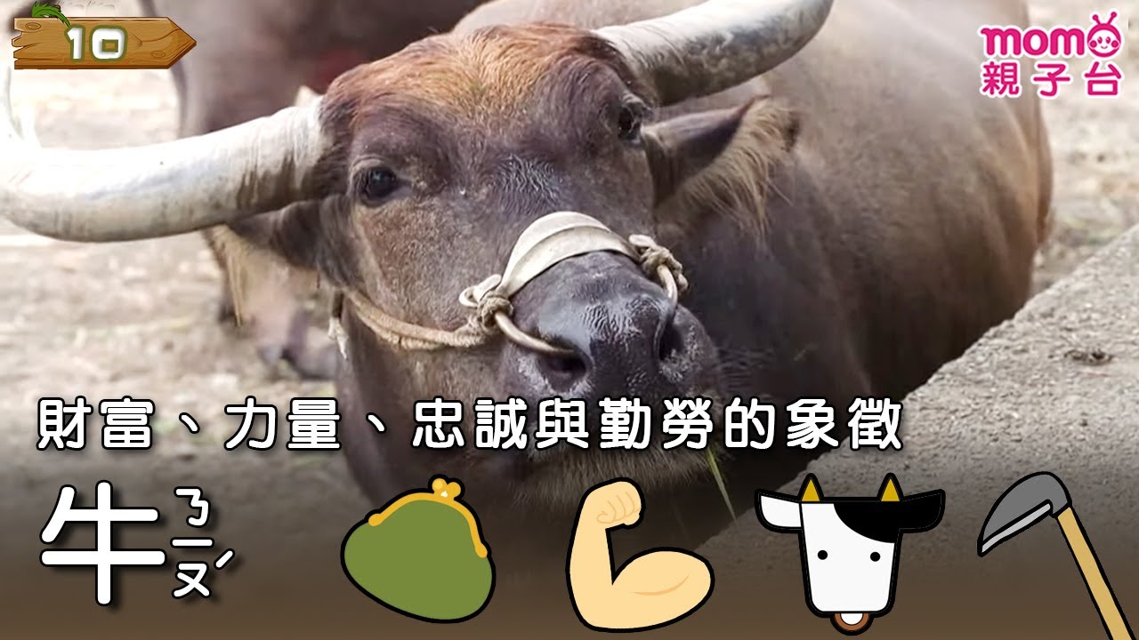 EP10【牛】Cow🐮｜財富、力量、忠誠與勤勞的象徵｜完整版｜動物知識｜昆蟲介紹｜寫實紀錄｜生態環境｜《動物大聯盟第2季》｜#momokids ...