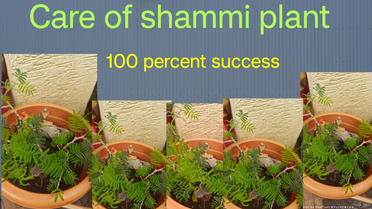 Care of shammi plant //. Root bound Shammi plant Reporting kaise kare ...