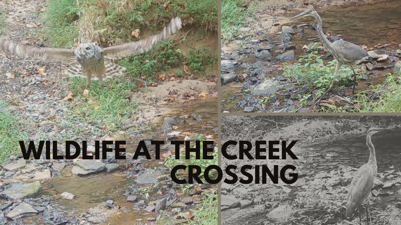 Wildlife Videos At The Creek Crossing Near Our Home. Owl, Raccoons ...