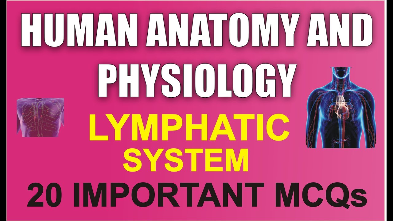 LYMPHATIC SYSTEM | 20 IMPORTANT MCQs | HUMAN ANATOMY AND PHYSIOLOGY ...