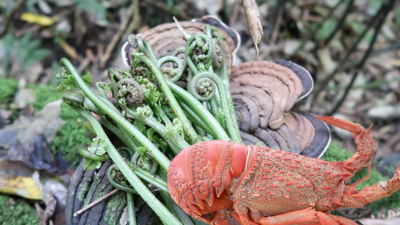 Pikopiko & Puha Toroi & Crayfish! BUSH FOOD GATHER & Free Mussels Cook ...