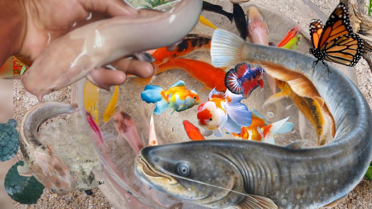 Unboxing Ikan hias, ikan cupang, Ikan Lele, ikan Koi, ikan Memphis ...