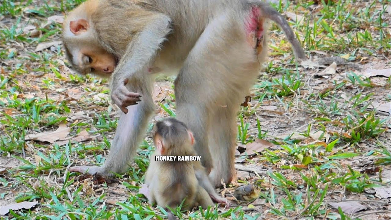How young mother monkey teaching her newborn learn to walking ? but baby do not good - YouTube