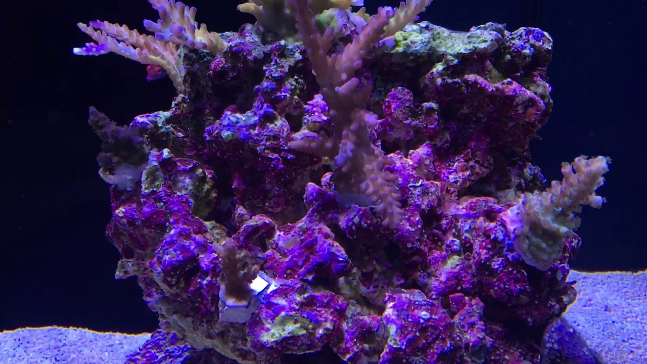 My Red Sea Reefer 170 - YouTube