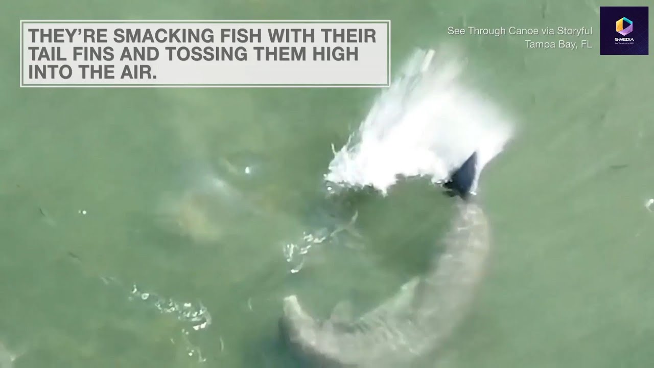 Dolphins Whack Fish With Tail Fins, Toss Them High into Air - YouTube