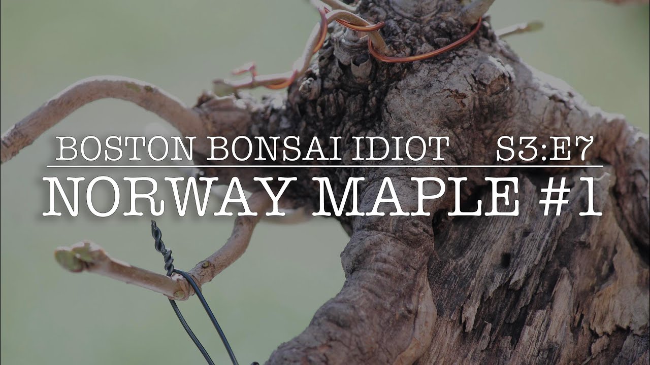 S3.E7__Norway Maple Bonsai #1 REPOT & PRUNING - YouTube