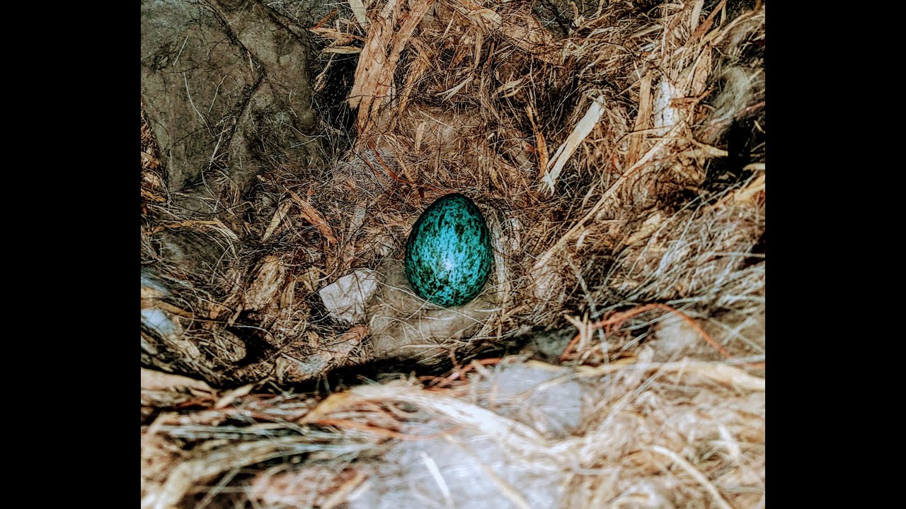Raven Nest Live Stream Camera - YouTube