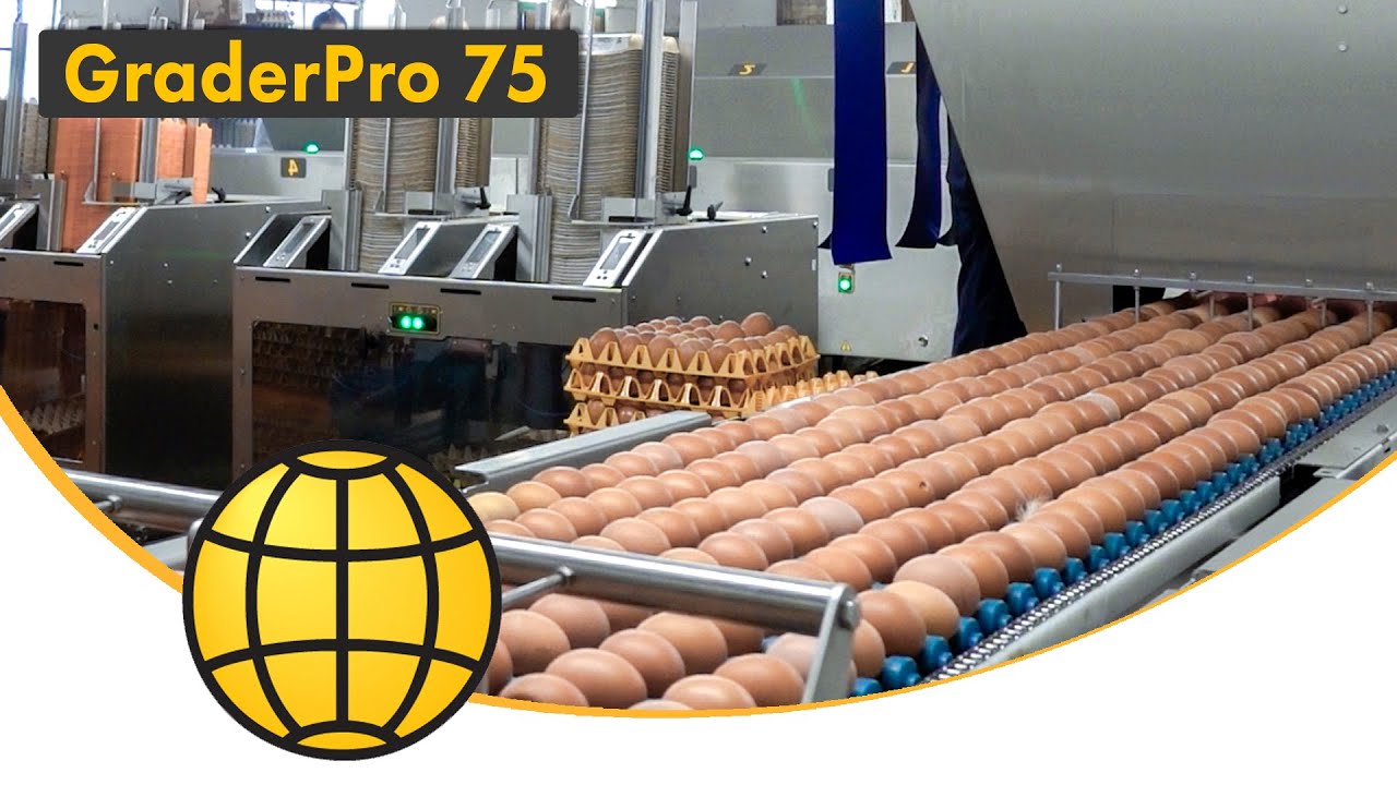 Egg Grading and Packing Machine - GraderPro 75 - SANOVO TECHNOLOGY ...