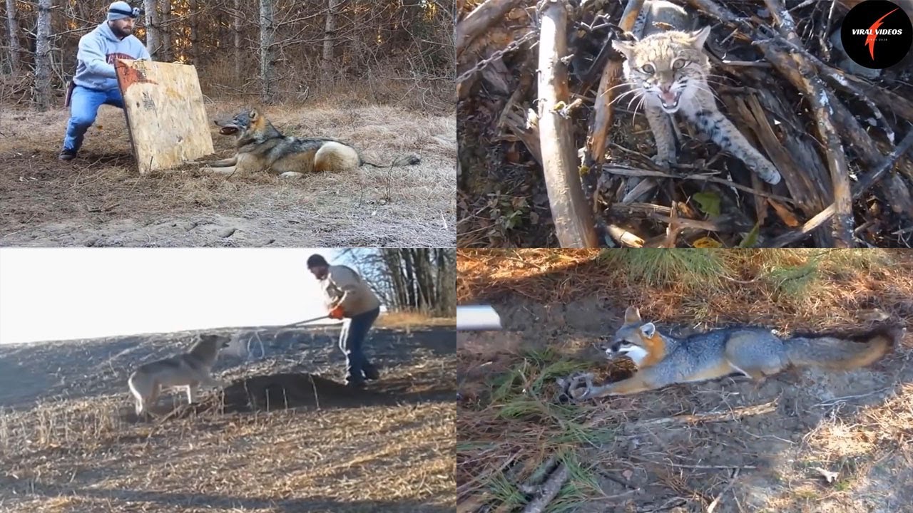Best 8 Rescue Operations for Saving Wild Animals from Deadly Traps ...