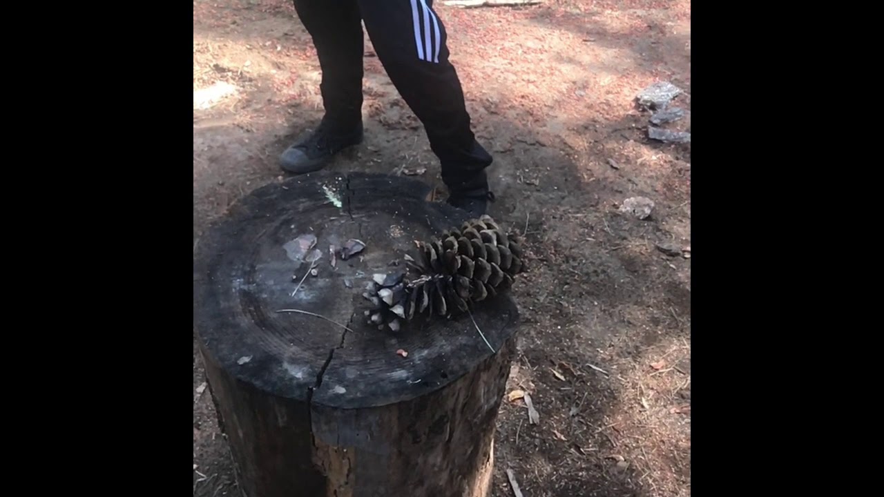 Crushing pine cone - YouTube