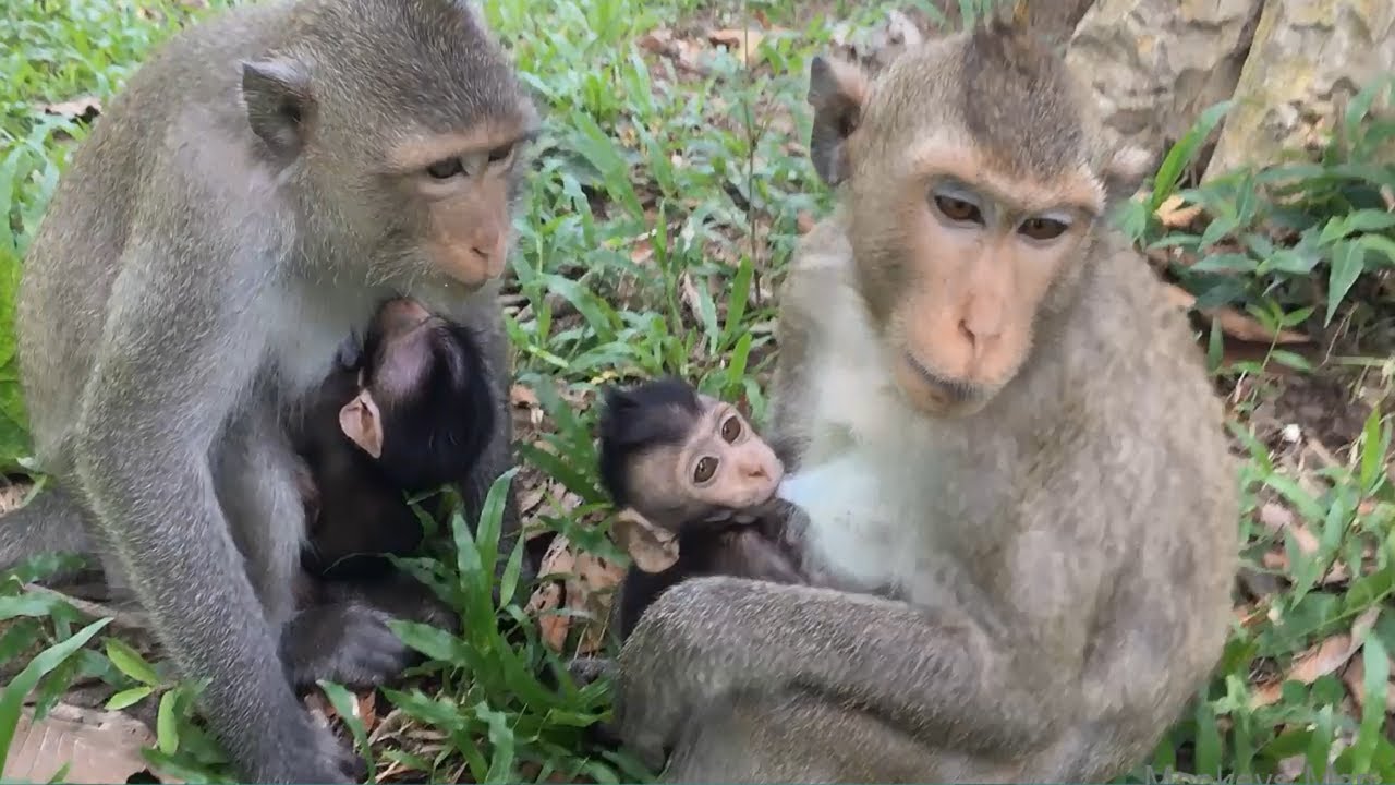 Two Cute Baby Monkeys Daily Monkeys Man #302 - YouTube