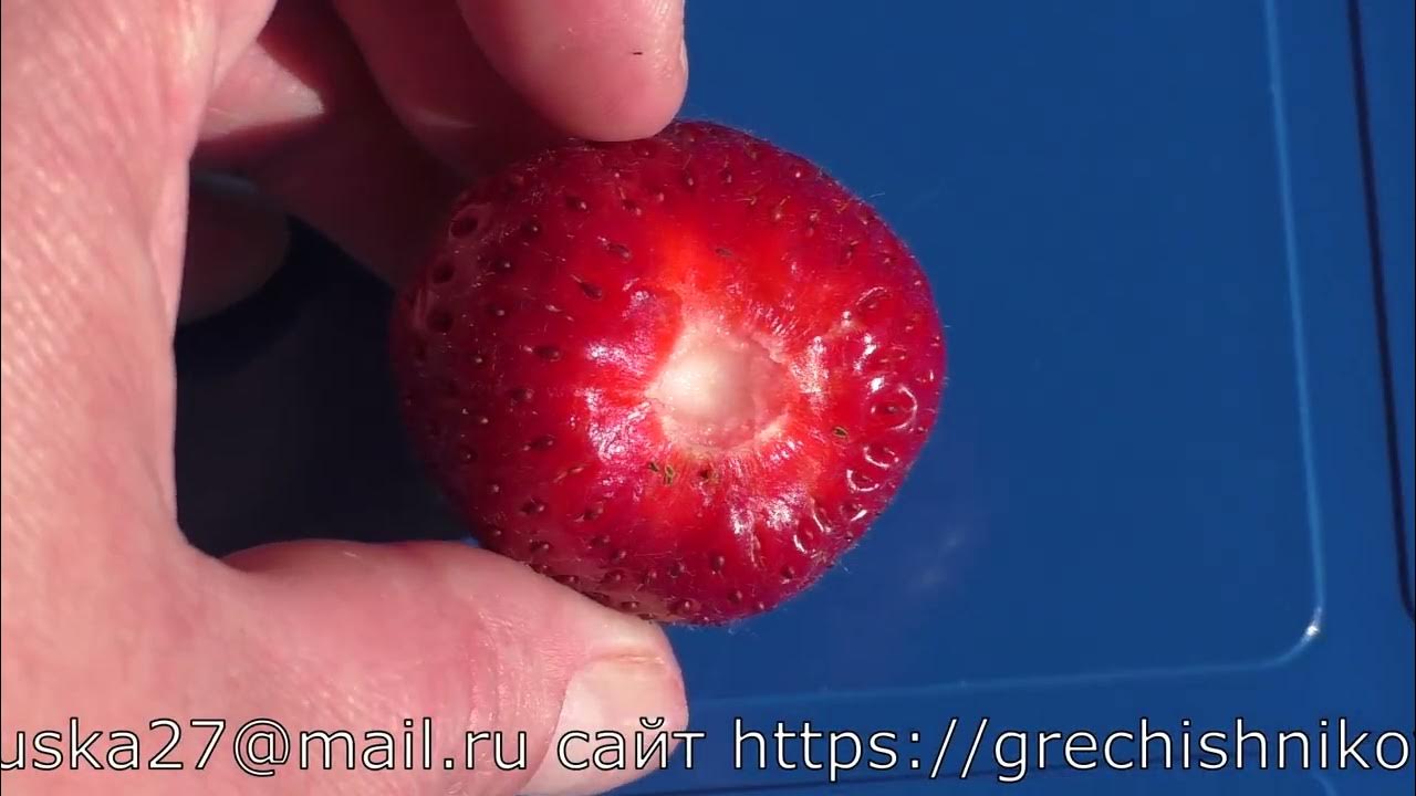 ШАРЛОТА неповторимый вкус и аромат этой клубники невозможно описать ...