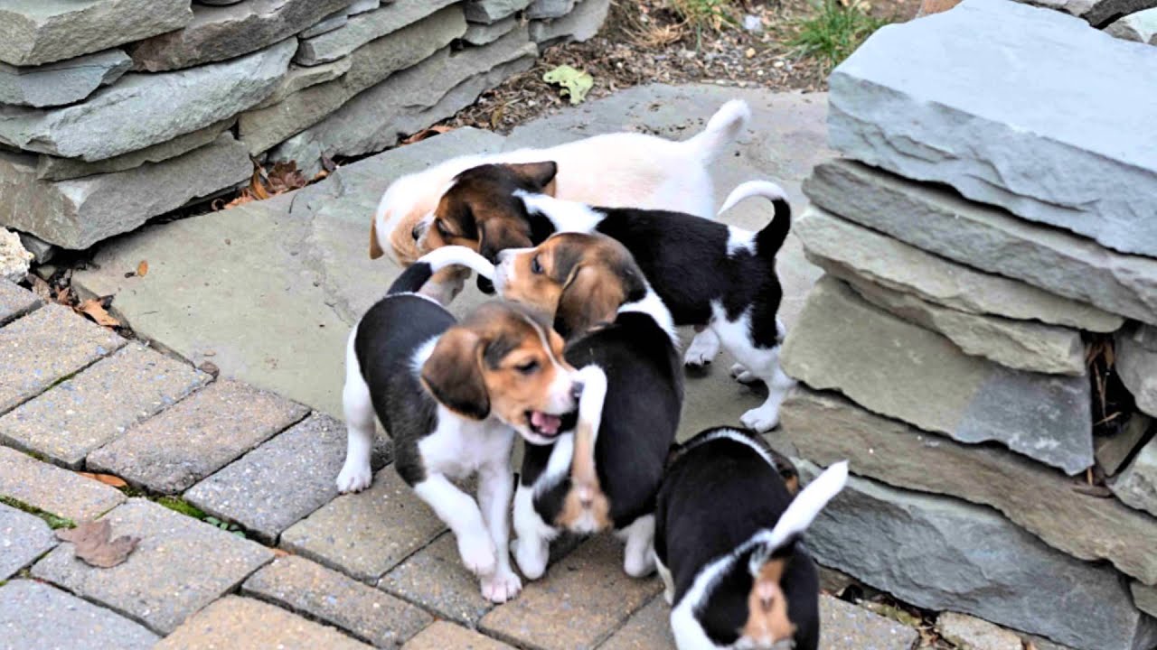 Beagle Babies 6 weeks old - YouTube