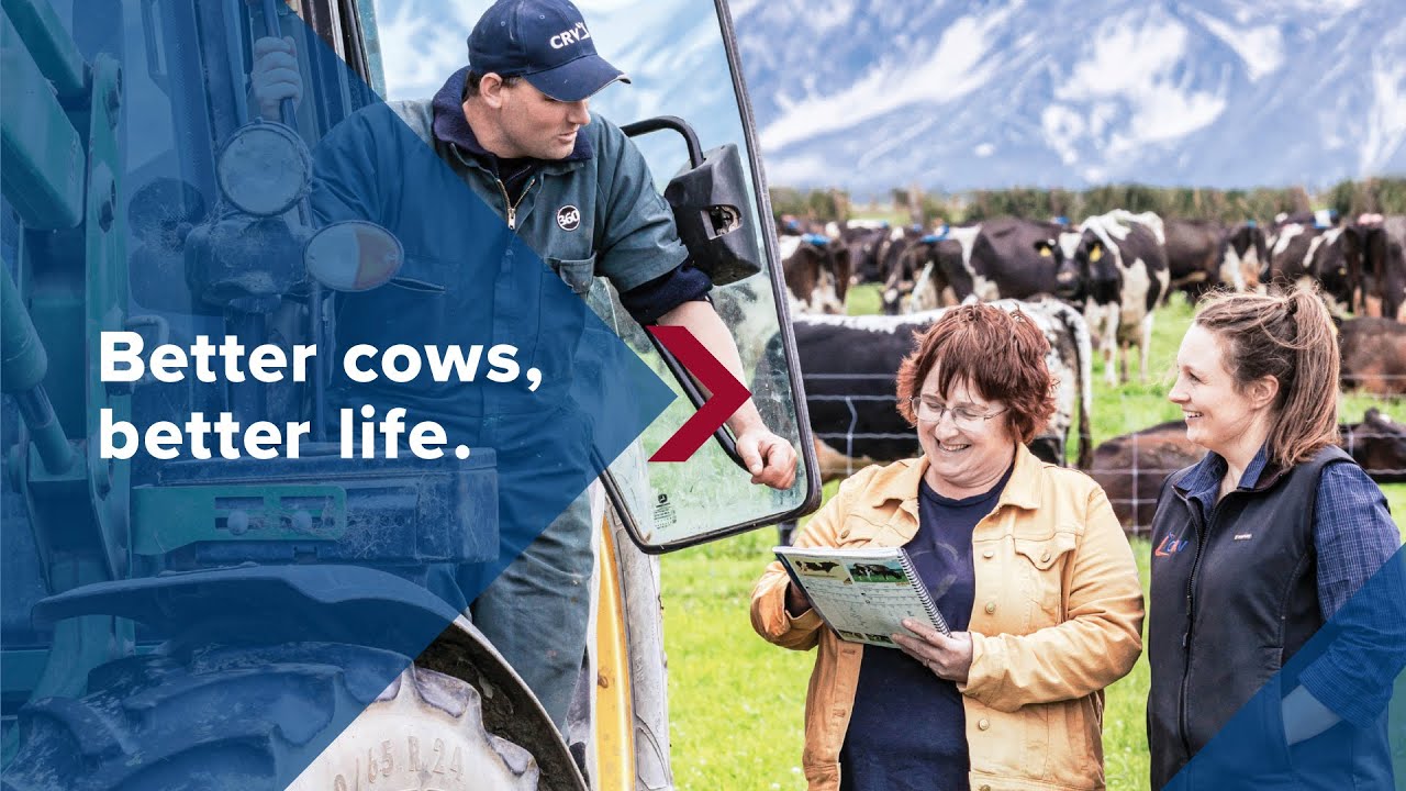 Better cows, better life. - YouTube