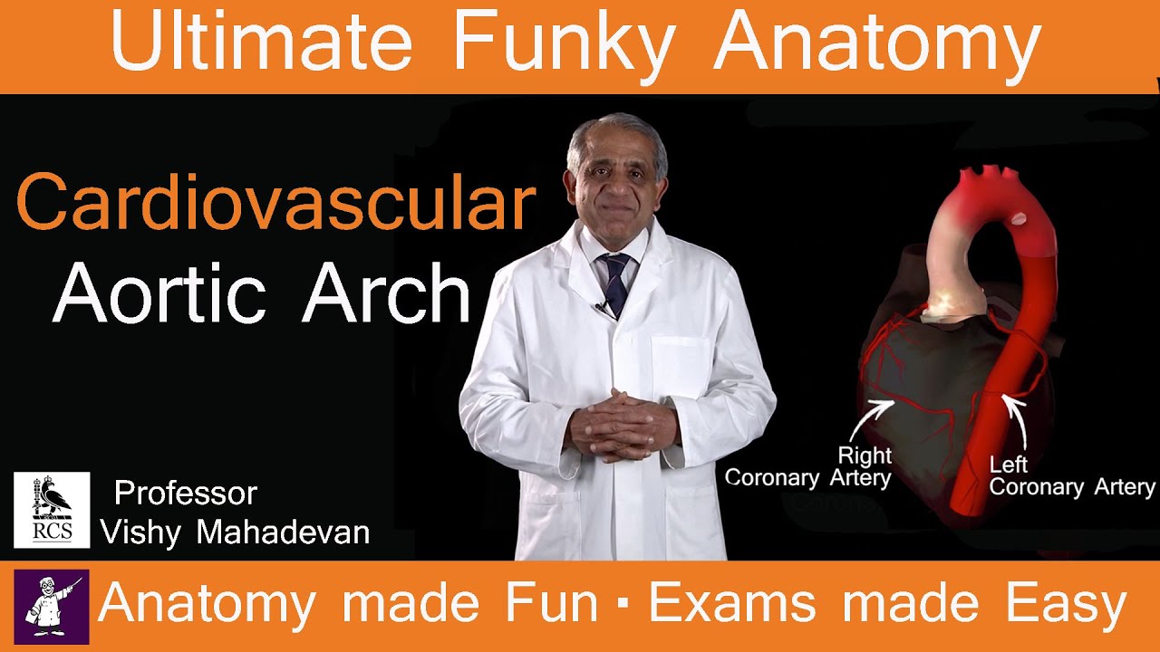 Cardiovascular Heart: Aortic Arch. Anatomy made Fun. Exam made Easy ...
